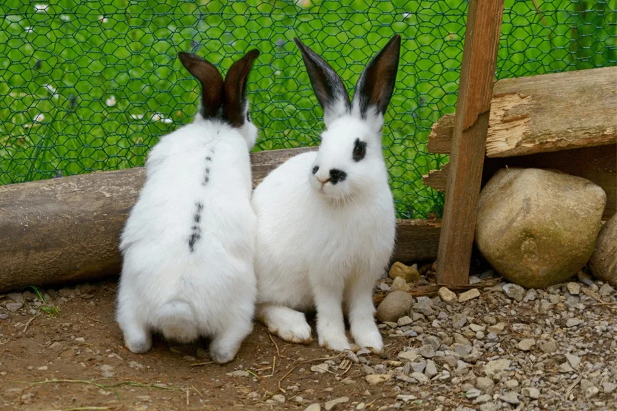 Male vs Female Rabbit: Pros and Cons
