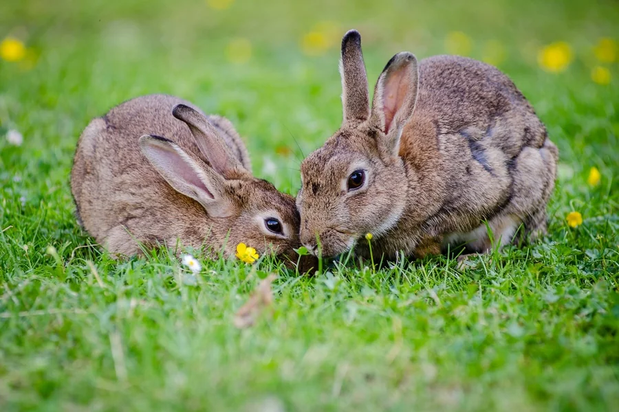 How Big is a Rabbit? Smallest and Largest Breeds - Daily Bunny