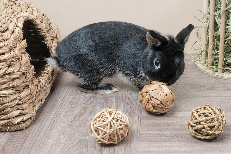 Toys for Rabbits: Toy Ideas for Pet Rabbits